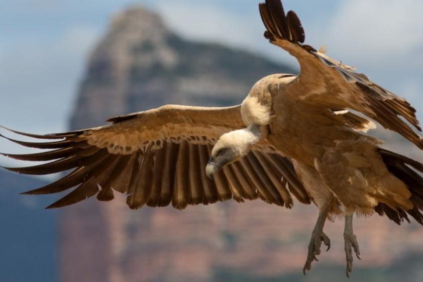 LIFE SUPport - Project for Croatian Griffon Vulture Protection ...
